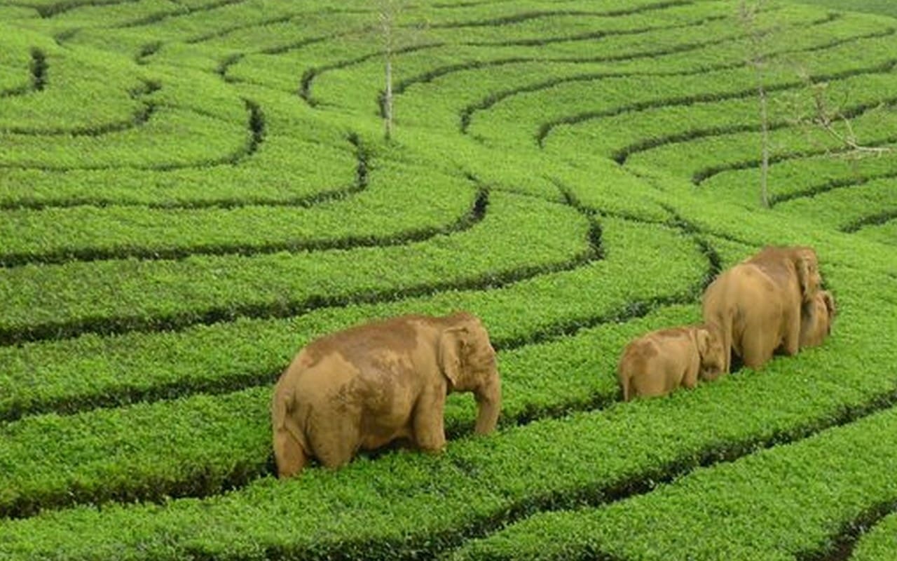Best Time To Visit Munnar- Summer, Winter Or Monsoon? – Iris Holidays