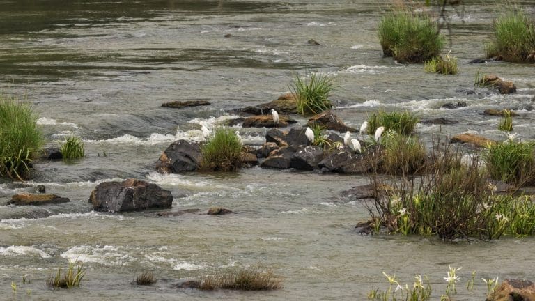 When Is The Best Time To Visit Coorg-Weather, Temperature & Season ...