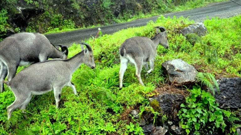 Coorg Vs Munnar- Which Is Best For You? (with Local Tips) – Iris Holidays