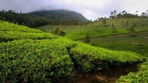 Coorg Vs Munnar- Which Is Best For You? (with Local Tips) – Iris Holidays