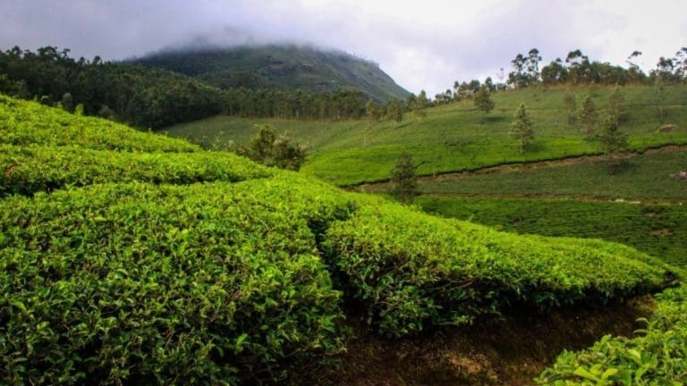 Coorg Vs Munnar- Which Is Best For You? (with Local Tips) – Iris Holidays
