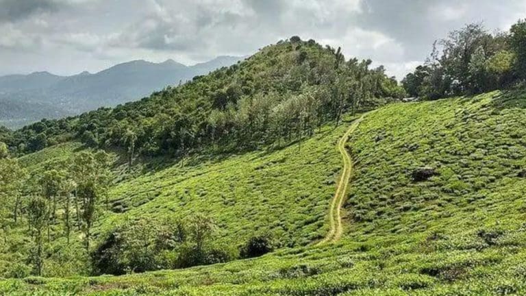 Experience The Perfect Weather In Wayanad: A Comprehensive Guide To ...