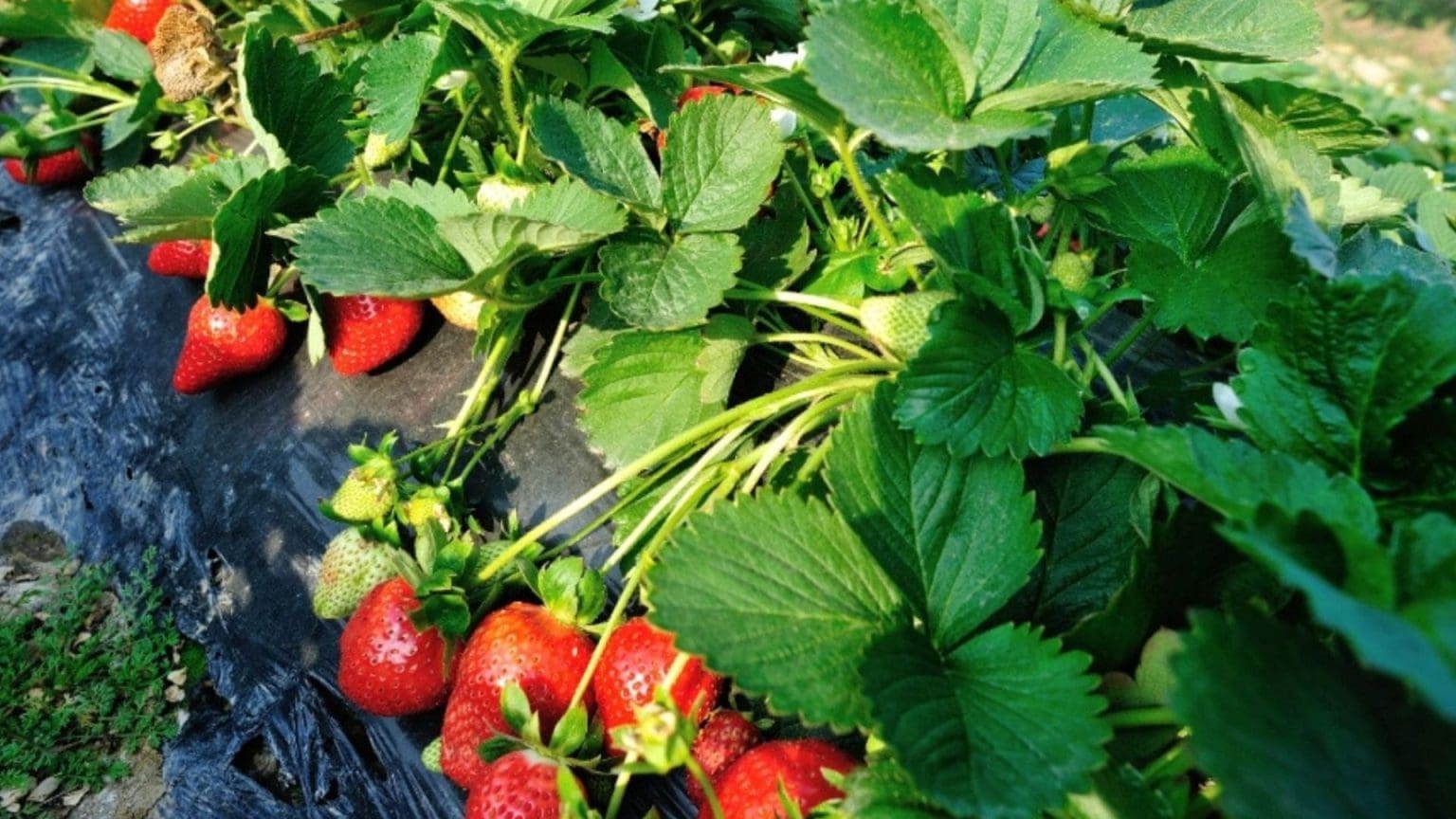 Vattavada Munnar-What To Know Before You Visit? – Iris Holidays