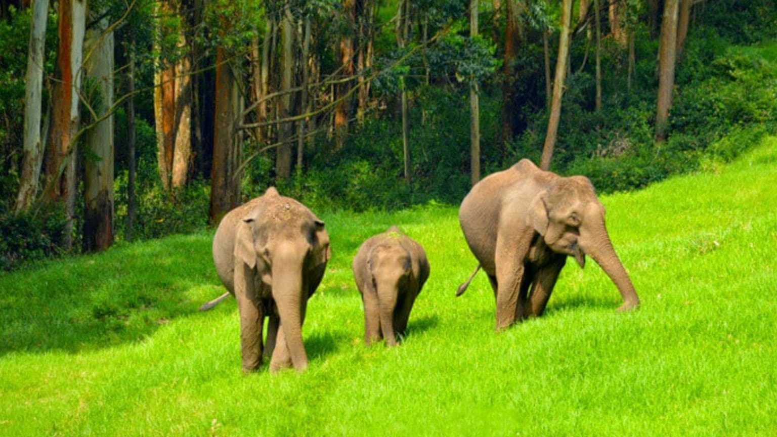 Munnar Itinerary For 2 Days-Must-Visit Places, Tips & Local Experiences ...