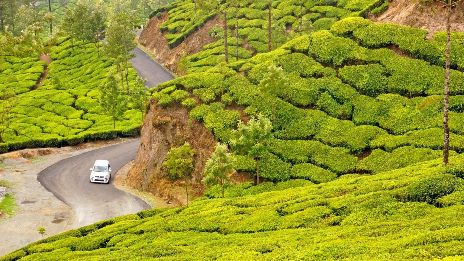 Munnar Itinerary For 2 Days-Must-Visit Places, Tips & Local Experiences ...